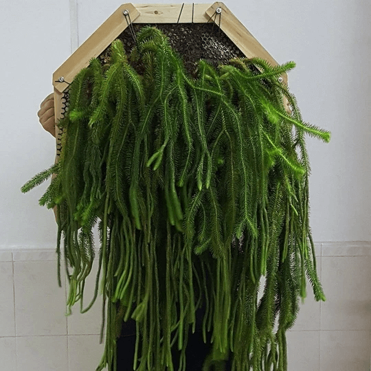 Phlegmariurus squarrosus X 2 Plants - HappyForestStore