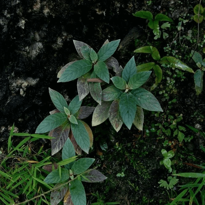 Paraboea swinhoii - HappyForestStore