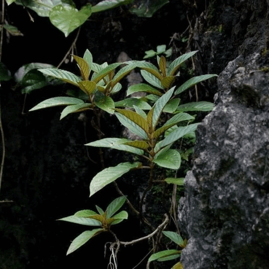 Paraboea swinhoii - HappyForestStore