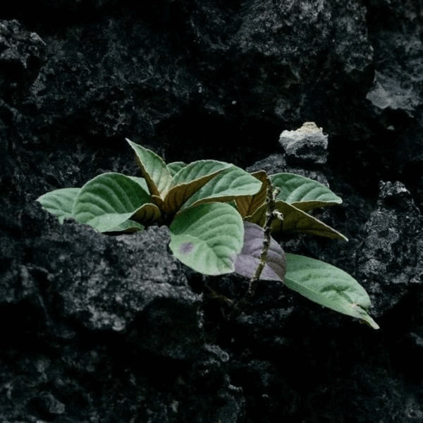 Paraboea swinhoii - HappyForestStore