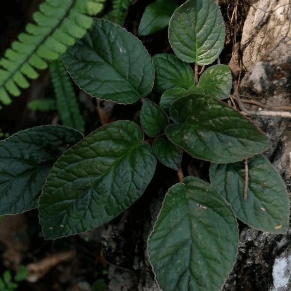 Paraboea rufescens - HappyForestStore