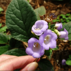 Pollia Japonica - HappyForestStore