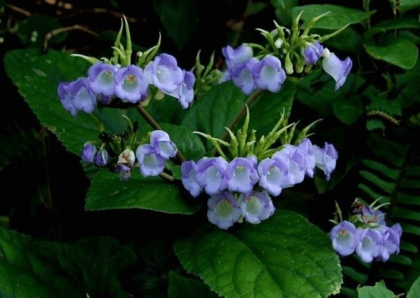 Paraboea rufescens - HappyForestStore