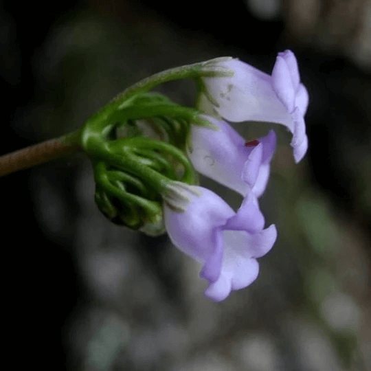Paraboea rufescens - HappyForestStore