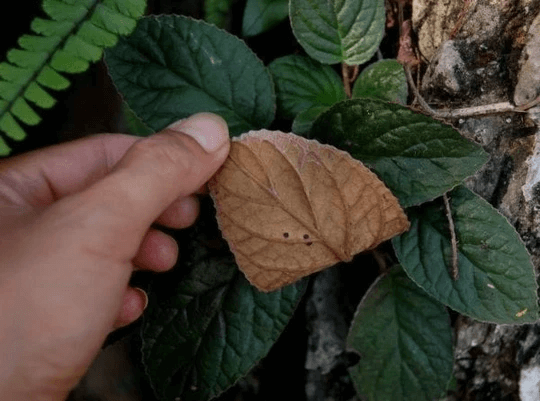 Paraboea rufescens - HappyForestStore