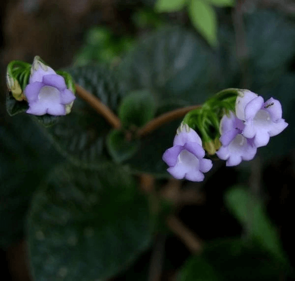 Paraboea rufescens - HappyForestStore