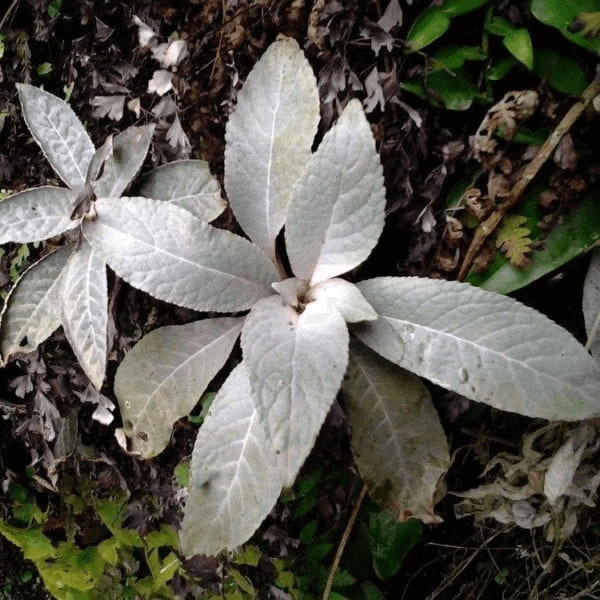 Paraboea martinii - HappyForestStore