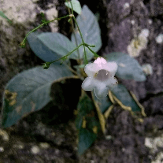 Paraboea martinii - HappyForestStore