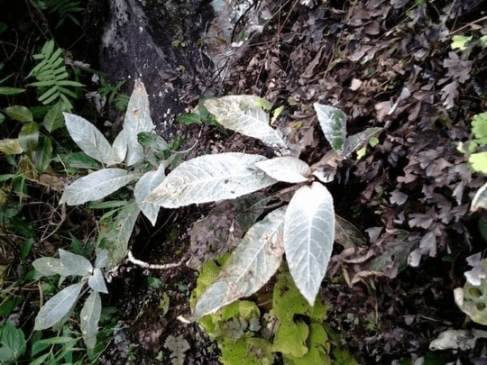 Paraboea martinii - HappyForestStore