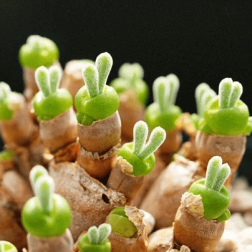 Selliguea rhynchophylla - HappyForestStore