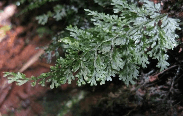 Mecodium Badium - HappyForestStore