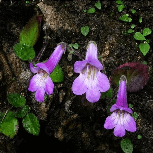 Chirita Brachytricha - HappyForestStore