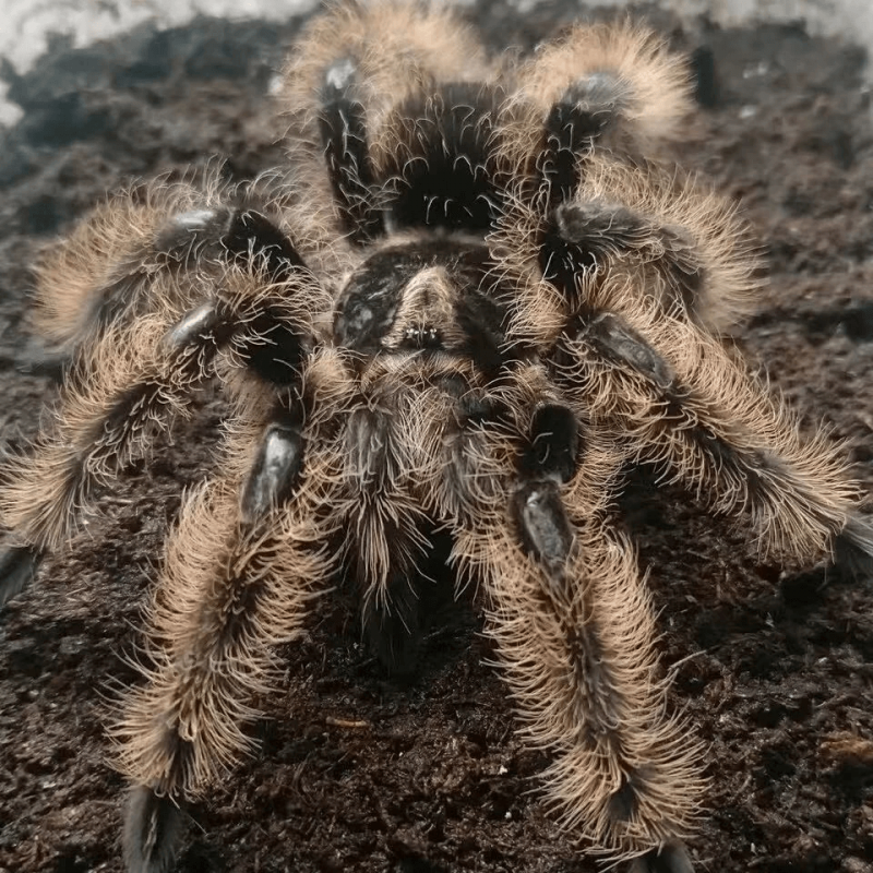 Brachypelma (now Tliltocatl) albopilosum (Nicaraguan Curly Hair ...