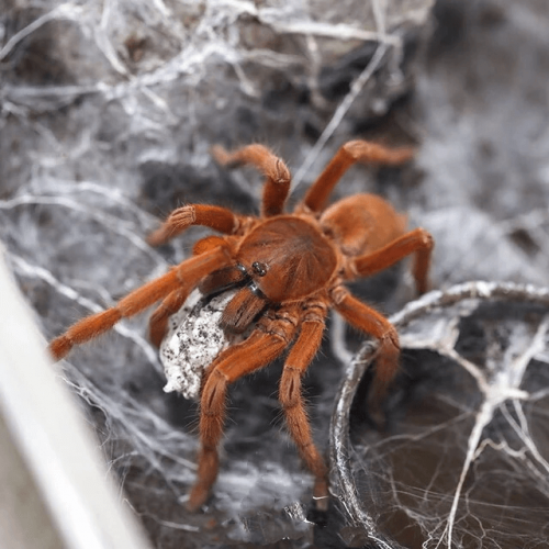 Philippine tangerine tarantula Archives - HappyForestStore