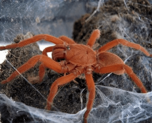 Tarantulas for Sale - Page 7 of 11 - HappyForestStore