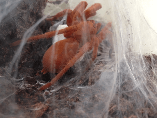 Orphnaecus philippinus (Philippine tangerine tarantula) - HappyForestStore
