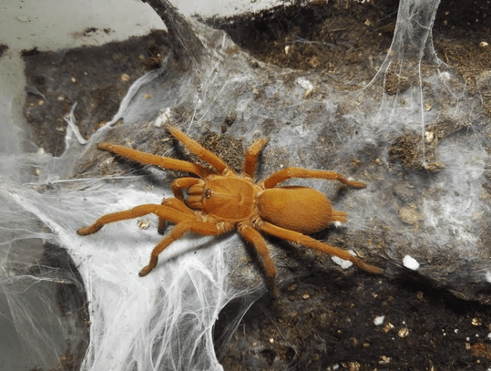 Orphnaecus philippinus (Philippine tangerine tarantula) - HappyForestStore
