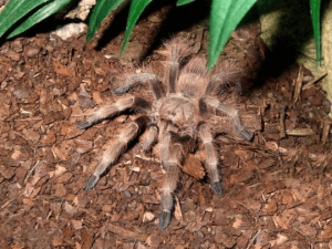 Nhandu tripepii – Brazilian Giant Blonde tarantula - HappyForestStore