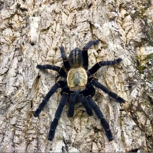 Nhandu tripepii – Brazilian Giant Blonde tarantula - HappyForestStore