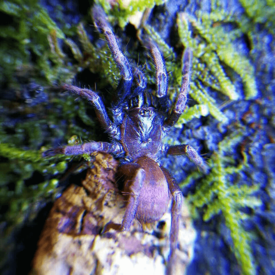 Haploclastus devamatha (LSD Earth Tiger Tarantula) - HappyForestStore