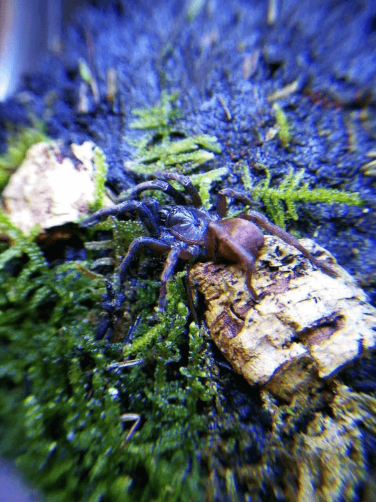 Haploclastus devamatha (LSD Earth Tiger Tarantula) - HappyForestStore