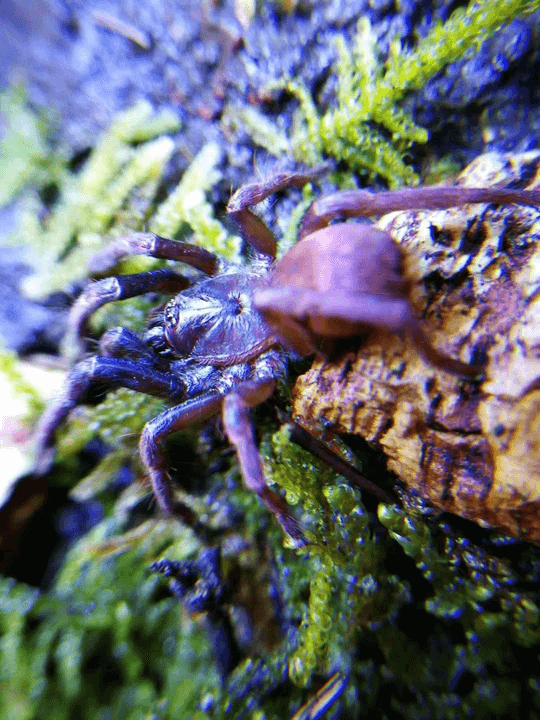 Haploclastus devamatha (LSD Earth Tiger Tarantula) - HappyForestStore