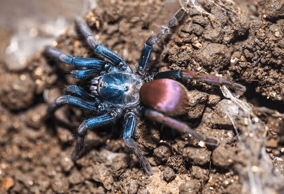 Haploclastus devamatha (LSD Earth Tiger Tarantula) - HappyForestStore