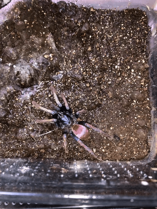 Haploclastus devamatha (LSD Earth Tiger Tarantula) - HappyForestStore