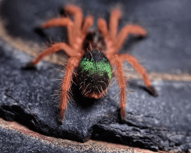 Ephebopus uatuman - Emerald Skeleton Tarantula - HappyForestStore