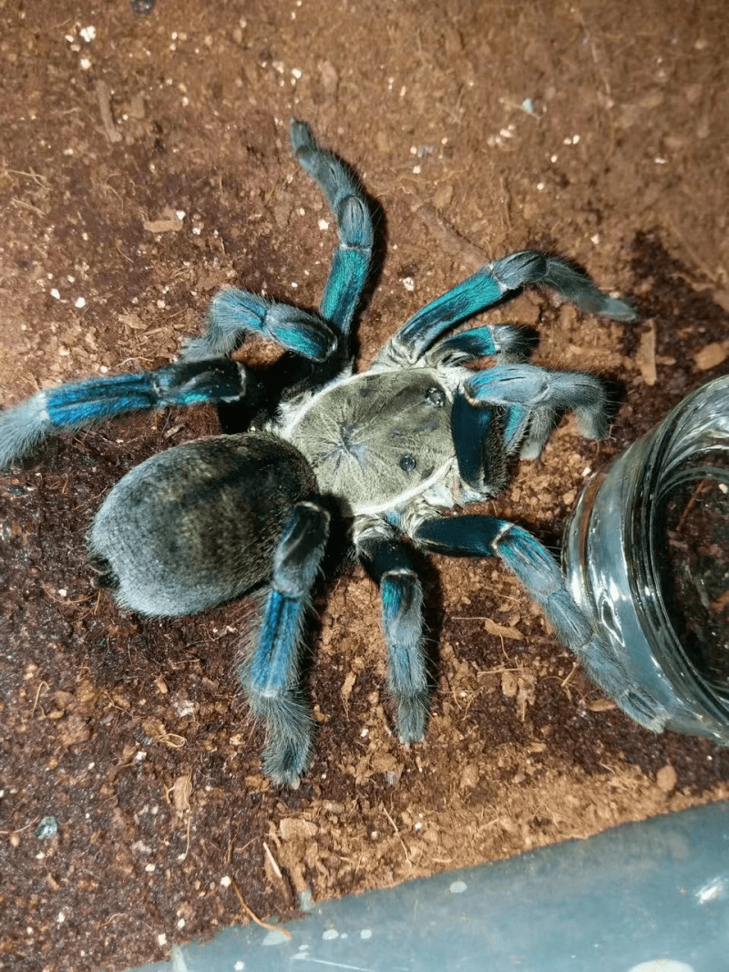 Cyriopagopus lividus - Cobalt blue tarantula for sale - HappyForestStore