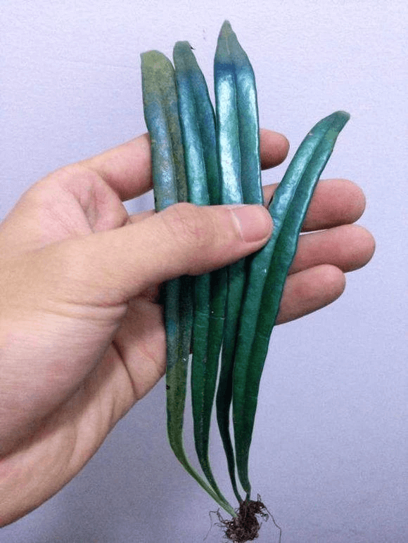 Blue Oil Fern (Microsorum thailandicum Boonkerd & Noot) - HappyForestStore