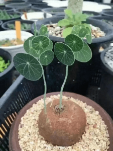 Stephania erecta tuber (Stephania sp. Round Leaf) - HappyForestStore