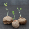 Stephania erecta tuber (Stephania sp. Round Leaf) - HappyForestStore