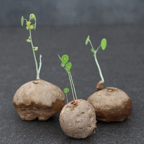 Stephania erecta tuber (Stephania sp. Round Leaf) - HappyForestStore