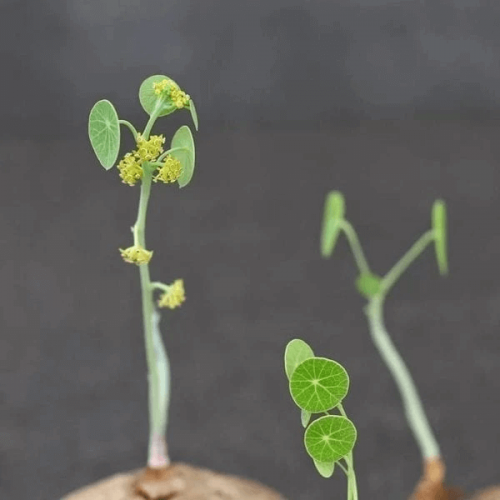 Stephania erecta tuber (Stephania sp. Round Leaf) - HappyForestStore