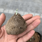 Stephania erecta tuber (Stephania sp. Round Leaf) - HappyForestStore