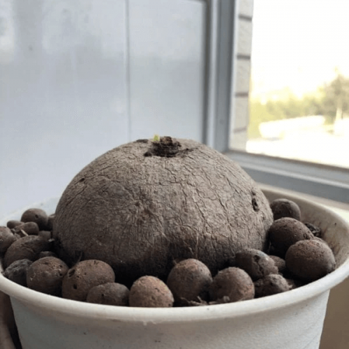 Stephania erecta tuber (Stephania sp. Round Leaf) - HappyForestStore