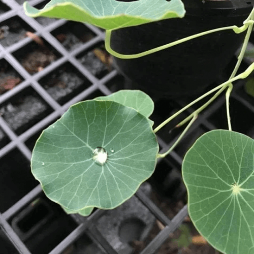 Stephania erecta tuber (Stephania sp. Round Leaf) - HappyForestStore