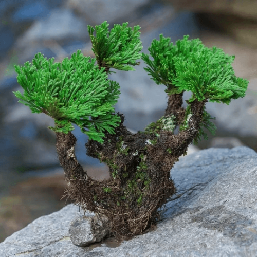 Stephania erecta tuber (Stephania sp. Round Leaf) - HappyForestStore