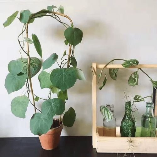 Stephania erecta tuber (Stephania sp. Round Leaf) - HappyForestStore