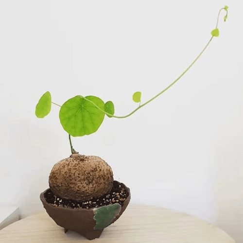 Stephania erecta tuber (Stephania sp. Round Leaf) - HappyForestStore