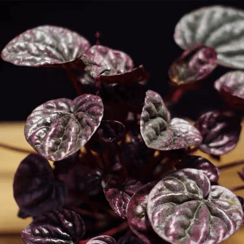 Stephania erecta tuber (Stephania sp. Round Leaf) - HappyForestStore