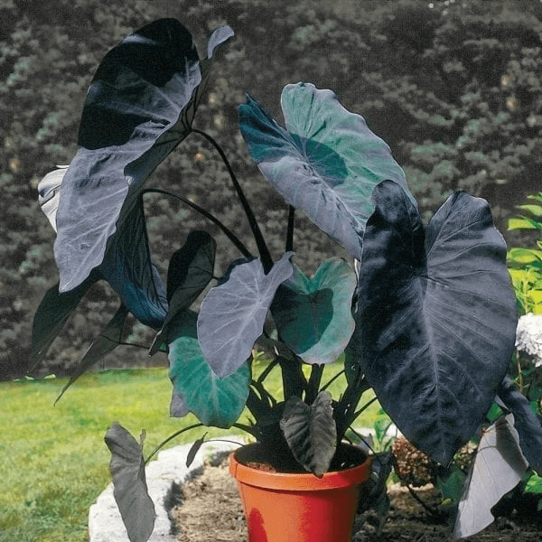 Black Taro (Colocasia esculenta ‘Black Magic’) - HappyForestStore