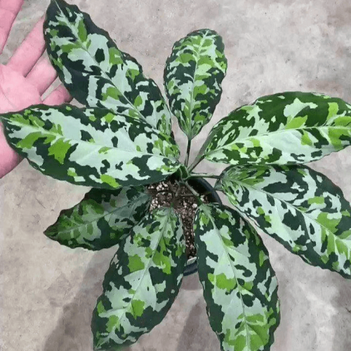 Black Taro (Colocasia esculenta ‘Black Magic’) - HappyForestStore