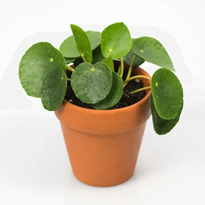 Chinese Money Plant (Pilea peperomioides) - HappyForestStore