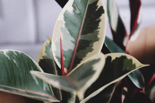 Variegated Rubber Tree - HappyForestStore