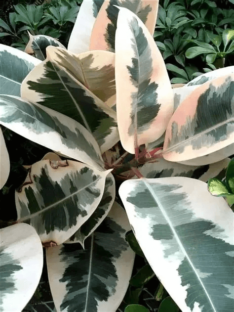 Variegated Rubber Tree - HappyForestStore
