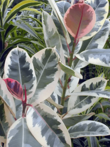 Variegated Rubber Tree - HappyForestStore