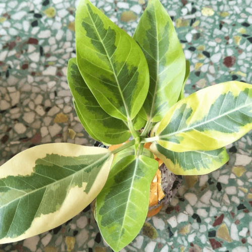Variegated Rubber Tree - HappyForestStore