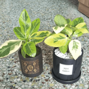 Asian Council Tree (Ficus Altissima Variegata) - HappyForestStore